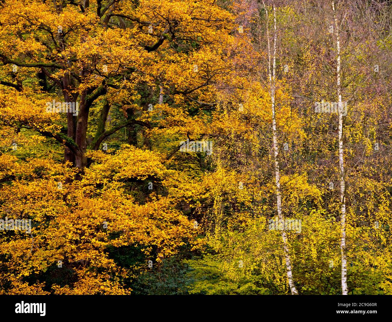 Derwent Gardens Matlock Bad Stockfotos und -bilder Kaufen - Alamy