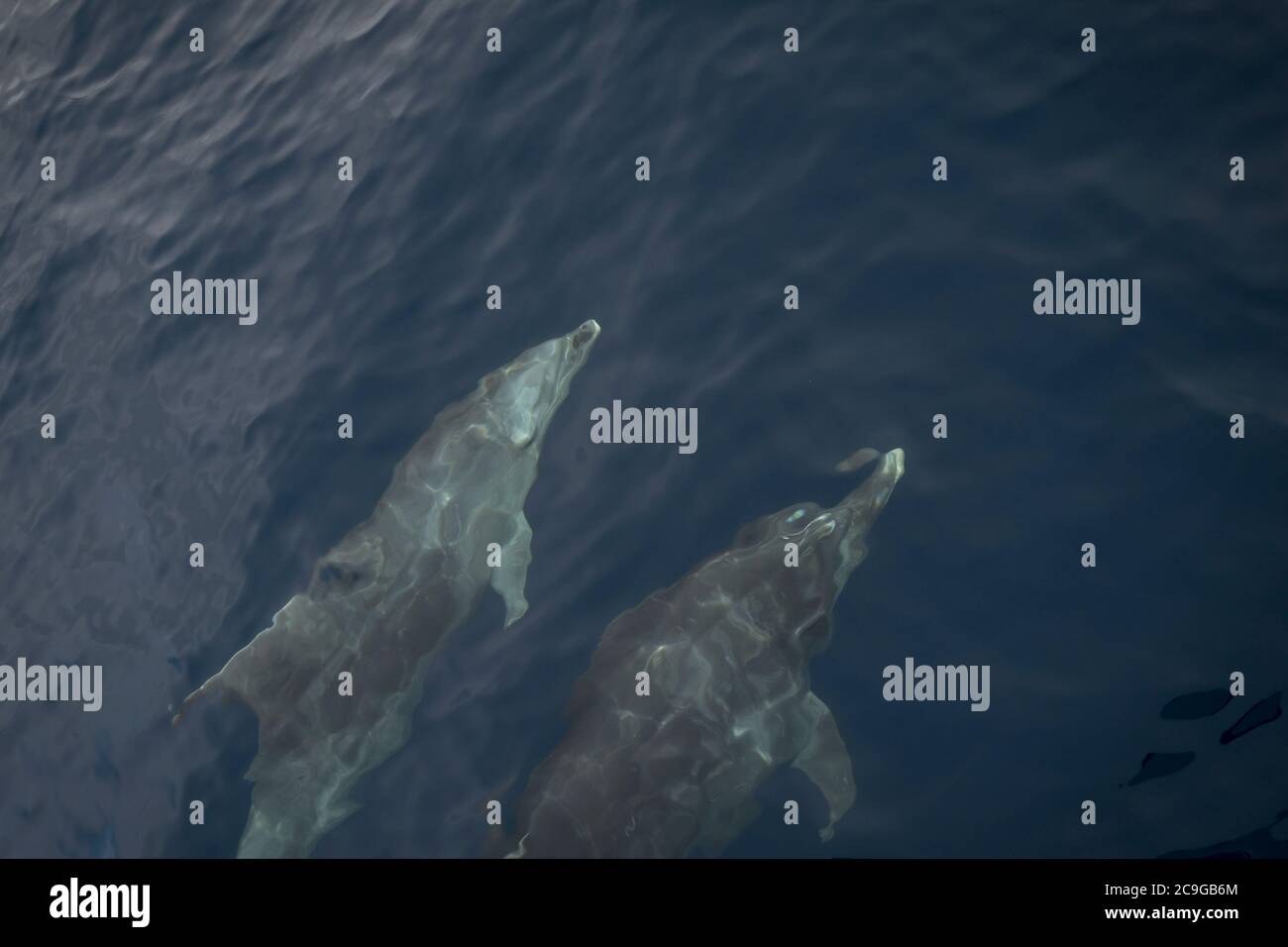 Azoren delfin -Fotos und -Bildmaterial in hoher Auflösung – Alamy