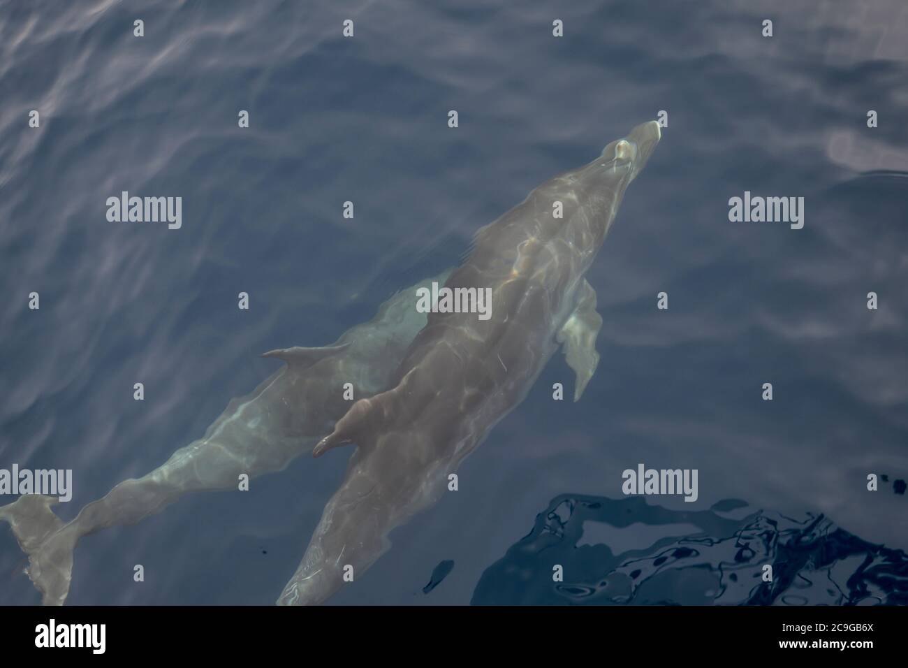Azoren delfin -Fotos und -Bildmaterial in hoher Auflösung – Alamy