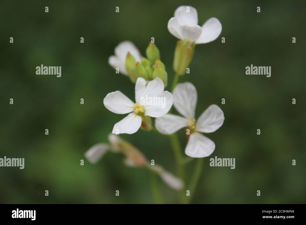 Jointed charlock -Fotos und -Bildmaterial in hoher Auflösung – Alamy