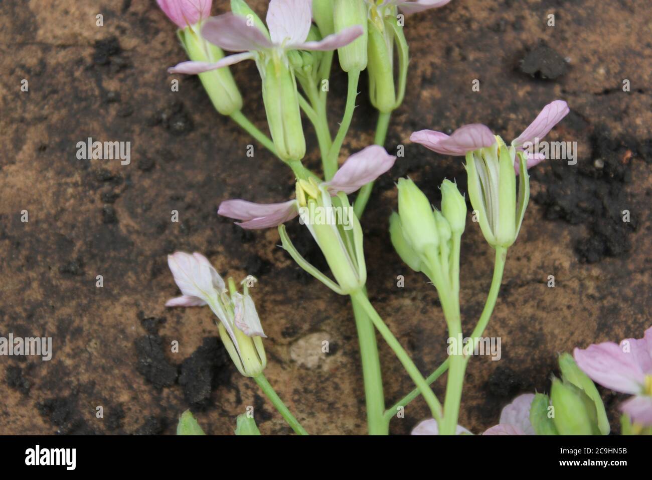 Weißer Rettich, Raphanus raphanistrum, wilder Rettich, weißer Charlock ...