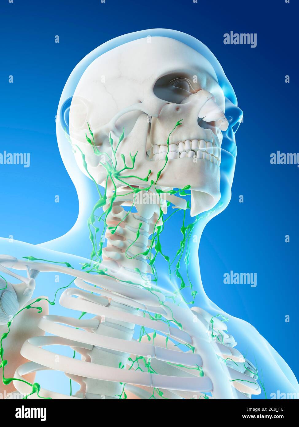 Lymph Nodes Head Neck Stockfotos und -bilder Kaufen - Alamy Lymph Nodes Head Neck Stockfotos und -bilder Kaufen - Alamy