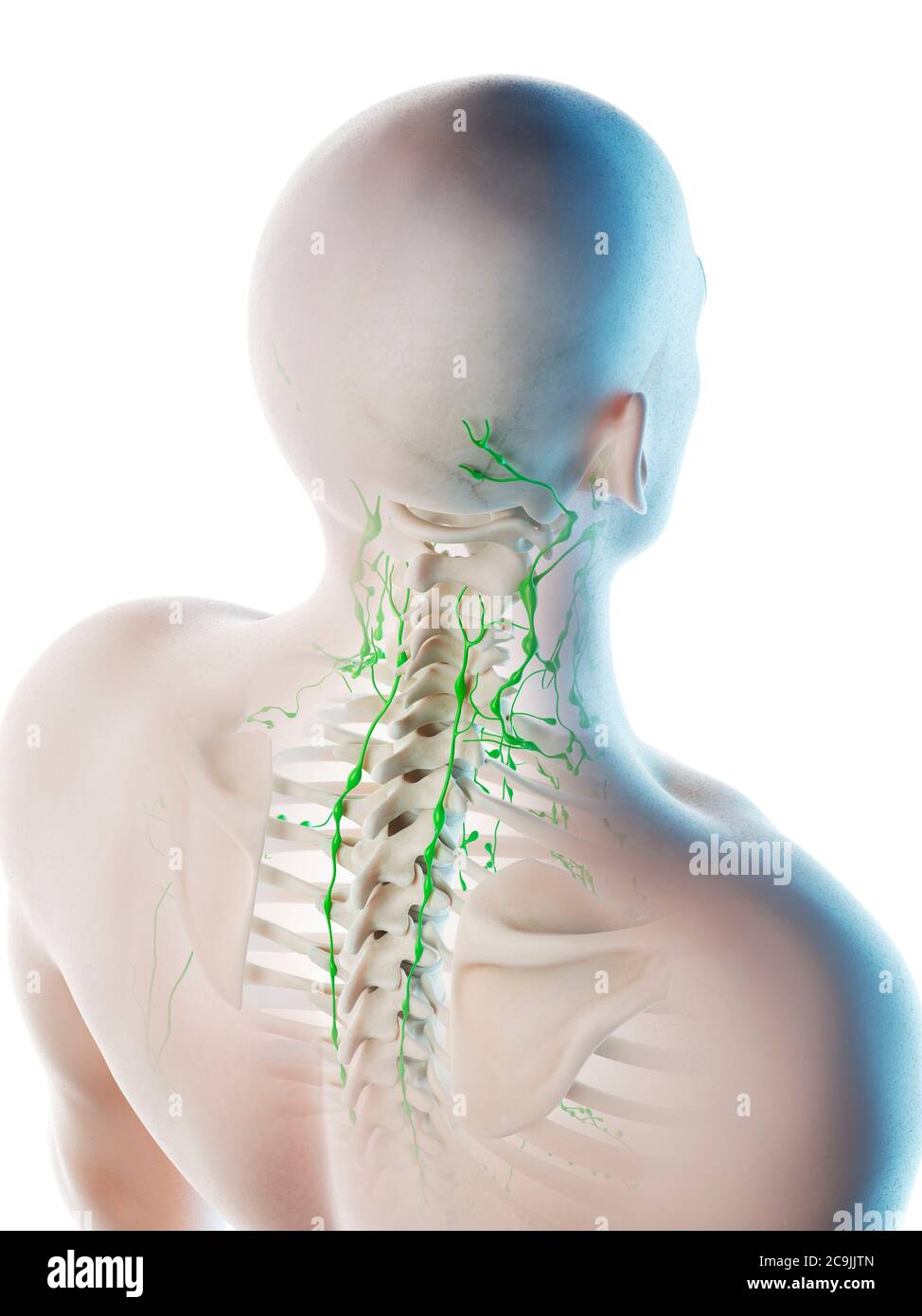 Lymph nodes head neck -Fotos und -Bildmaterial in hoher Auflösung – Alamy