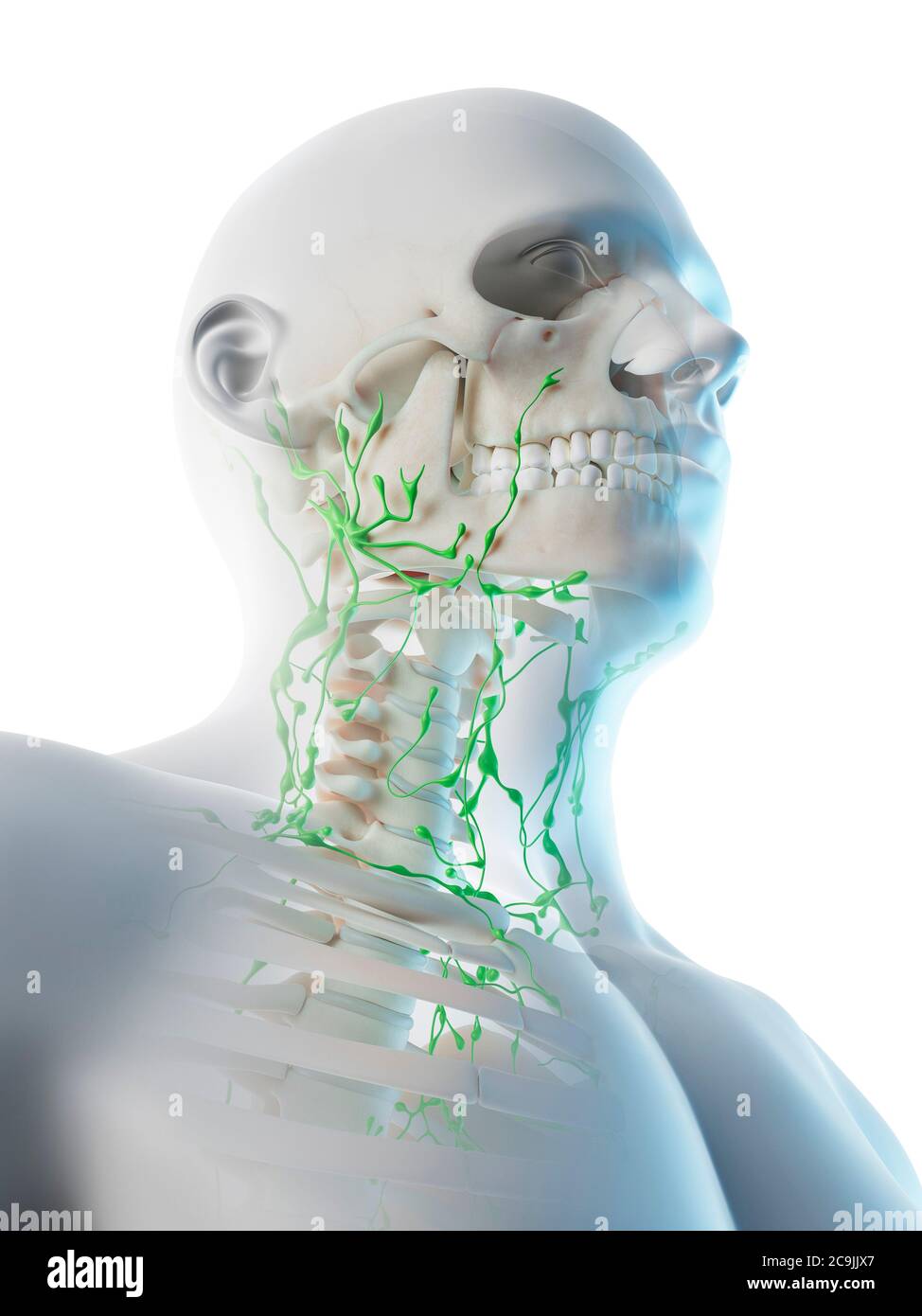 Lymphatic system of the neck and head -Fotos und -Bildmaterial in hoher ...