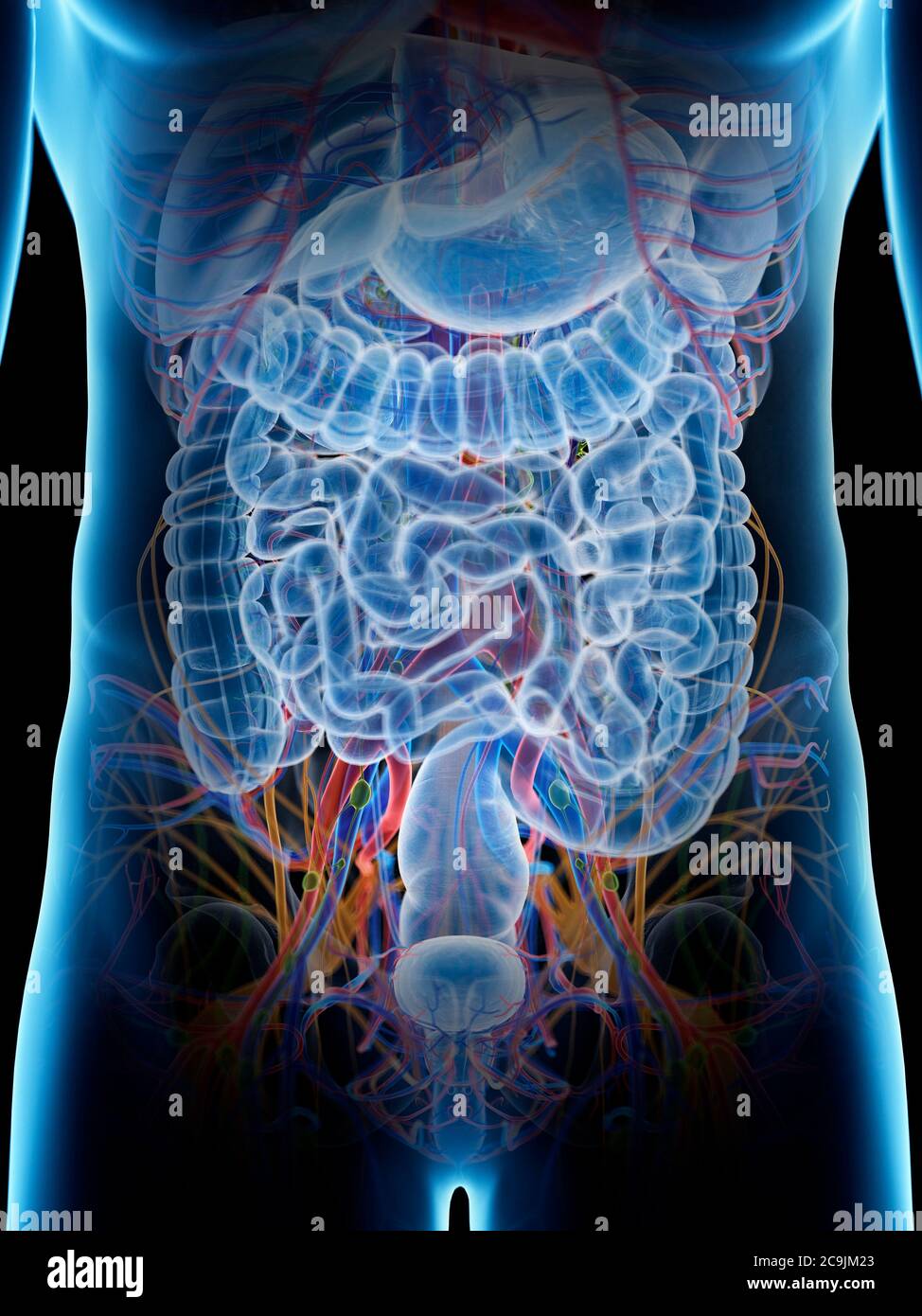 Bauch anatomie -Fotos und -Bildmaterial in hoher Auflösung - Seite 2 ...