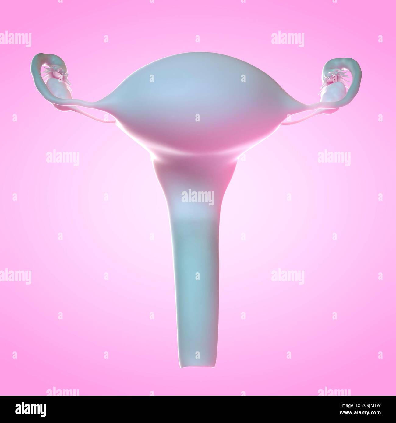 3d anatomisch uterus -Fotos und -Bildmaterial in hoher Auflösung ...