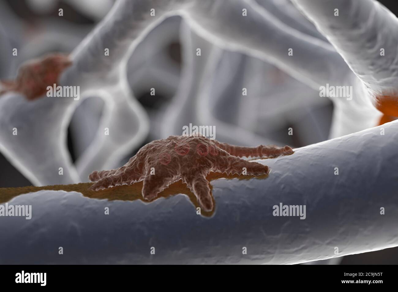 Osteoclast cell -Fotos und -Bildmaterial in hoher Auflösung – Alamy