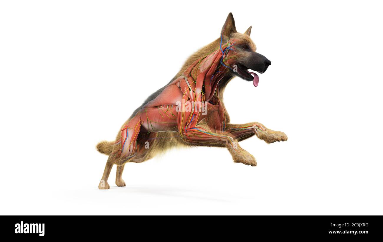 Anatomie hund muskeln Ausgeschnittene Stockfotos und -bilder - Alamy