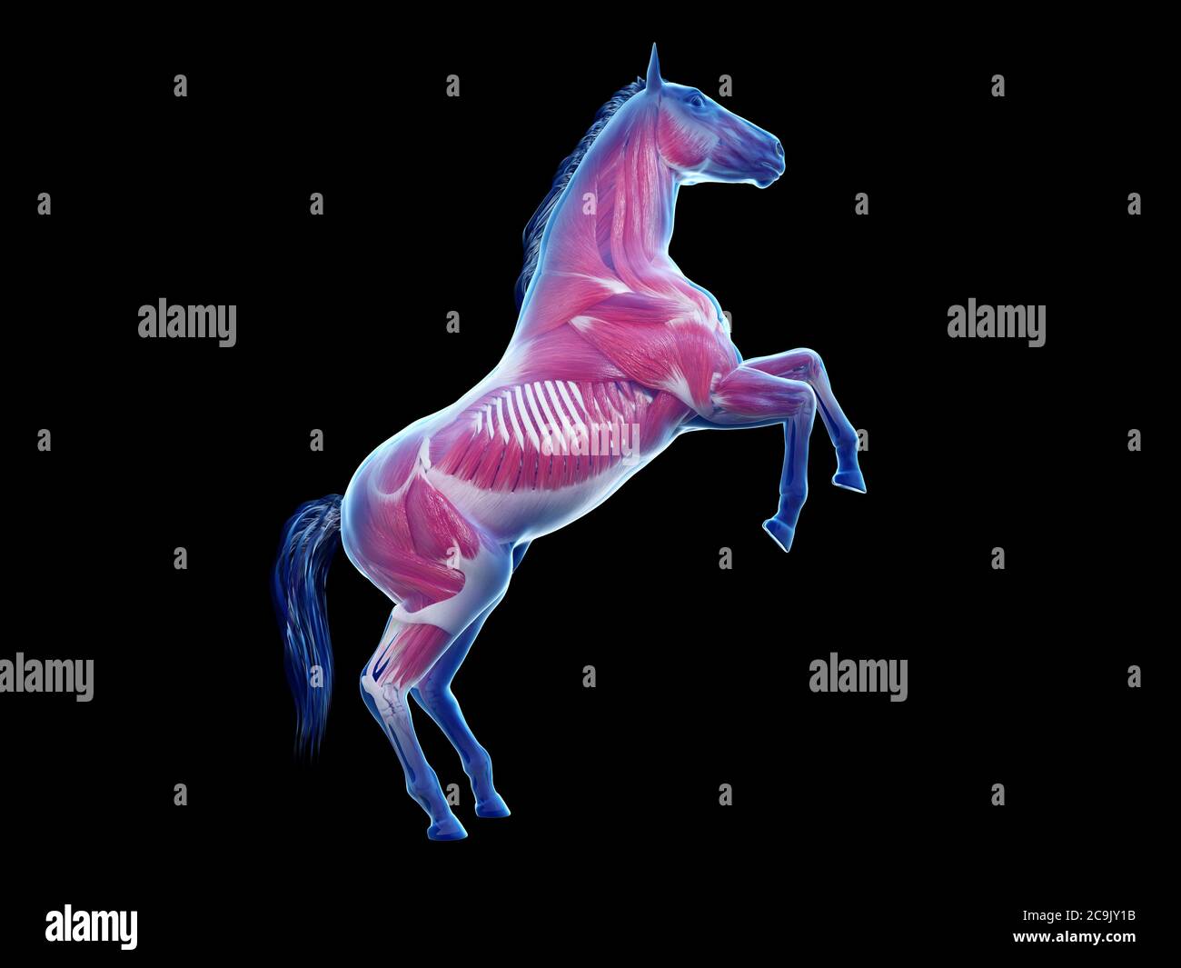 Pferd anatomie muskulatur -Fotos und -Bildmaterial in hoher Auflösung – Alamy