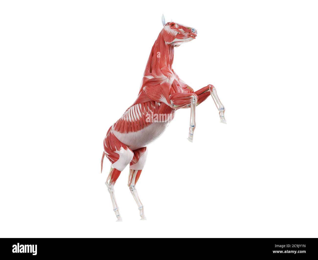 Pferd anatomie muskulatur -Fotos und -Bildmaterial in hoher Auflösung ...