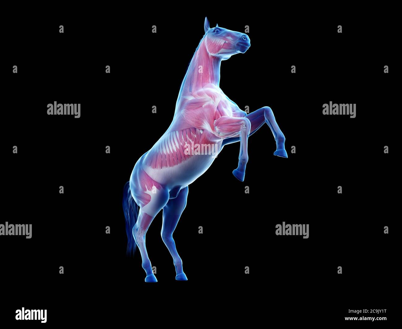 Anatomie sehne pferd -Fotos und -Bildmaterial in hoher Auflösung – Alamy