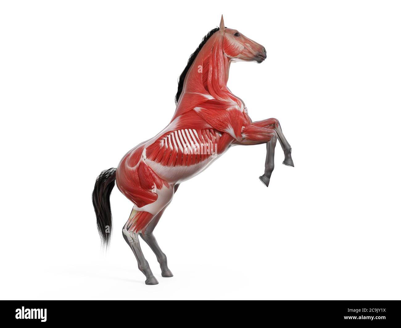 Pferd anatomie muskulatur -Fotos und -Bildmaterial in hoher Auflösung – Alamy