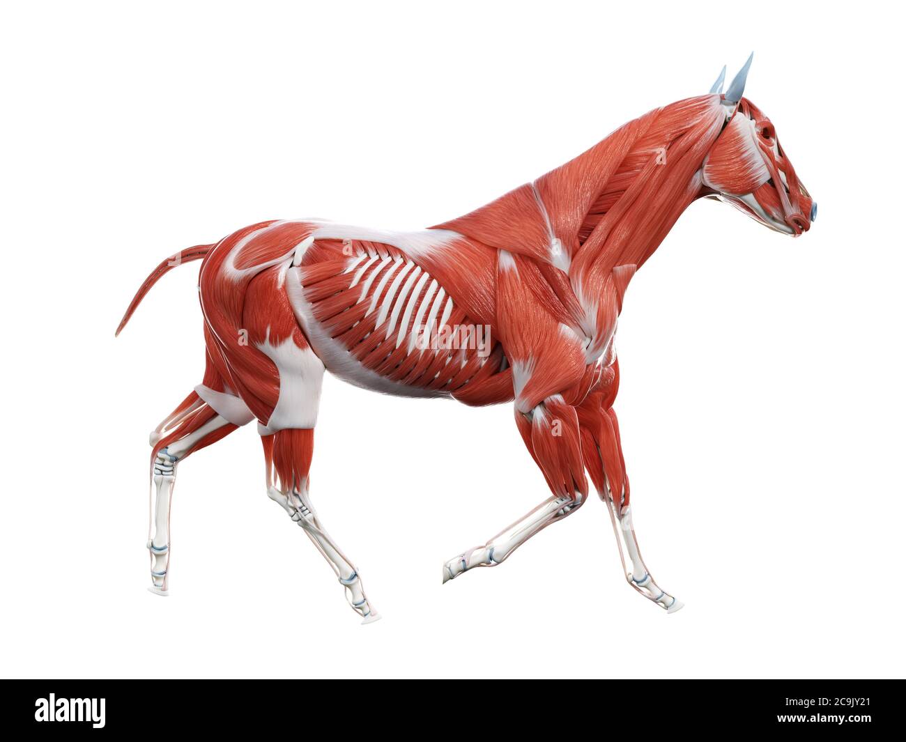 Anatomie sehne pferd -Fotos und -Bildmaterial in hoher Auflösung – Alamy