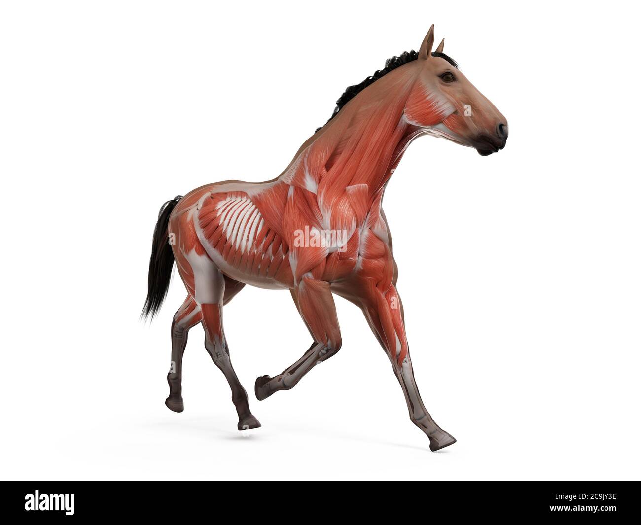Pferd anatomie muskulatur -Fotos und -Bildmaterial in hoher Auflösung – Alamy