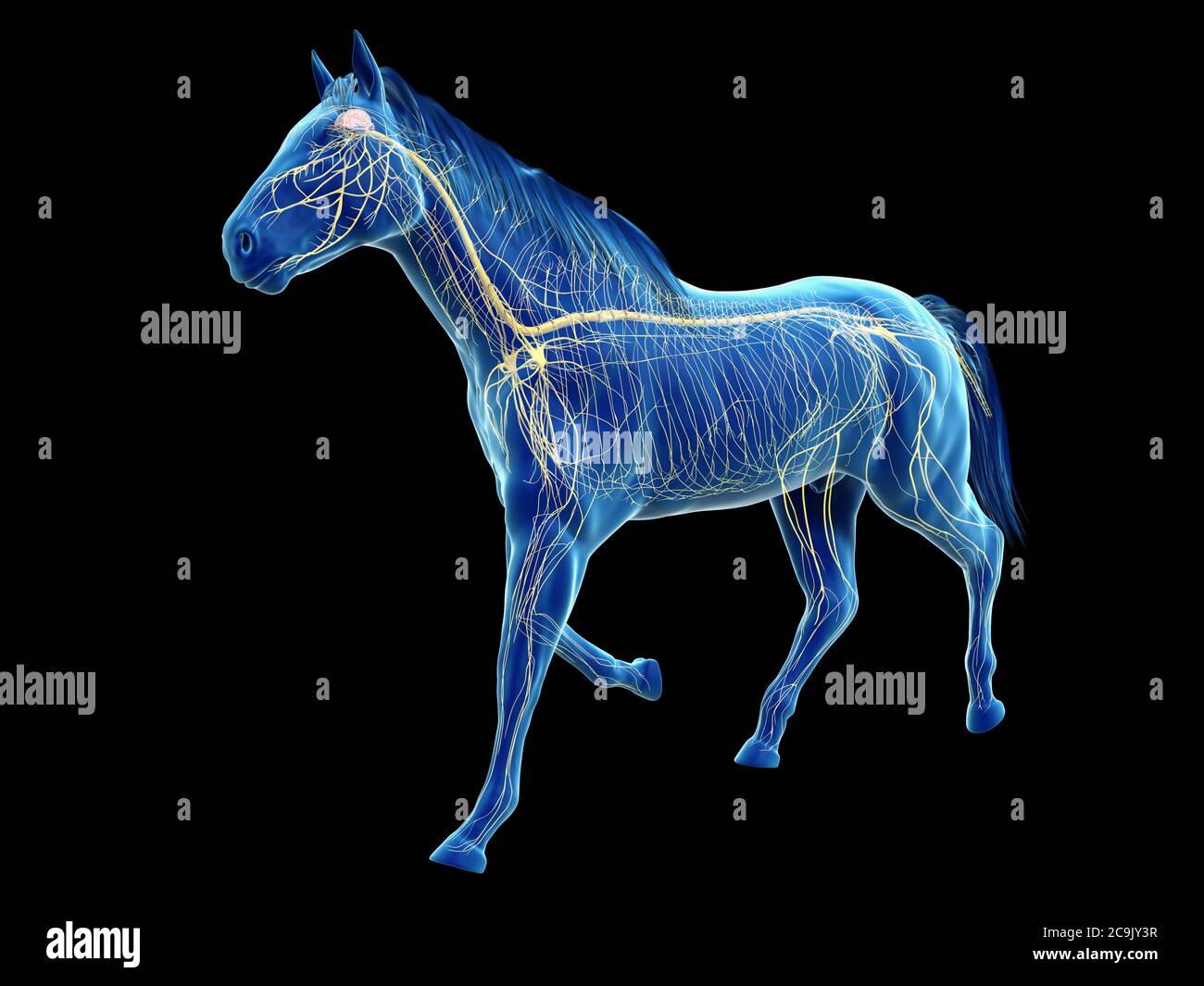 Pferd nervensystem -Fotos und -Bildmaterial in hoher Auflösung – Alamy