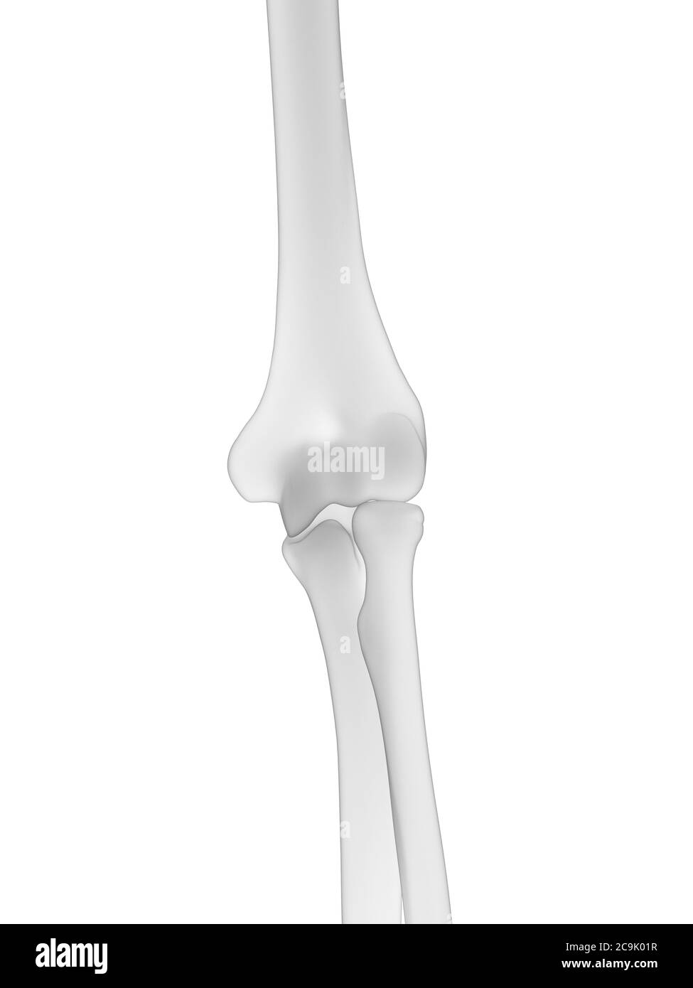 Ellbogen anatomie Schwarzweiß-Stockfotos und -bilder - Alamy