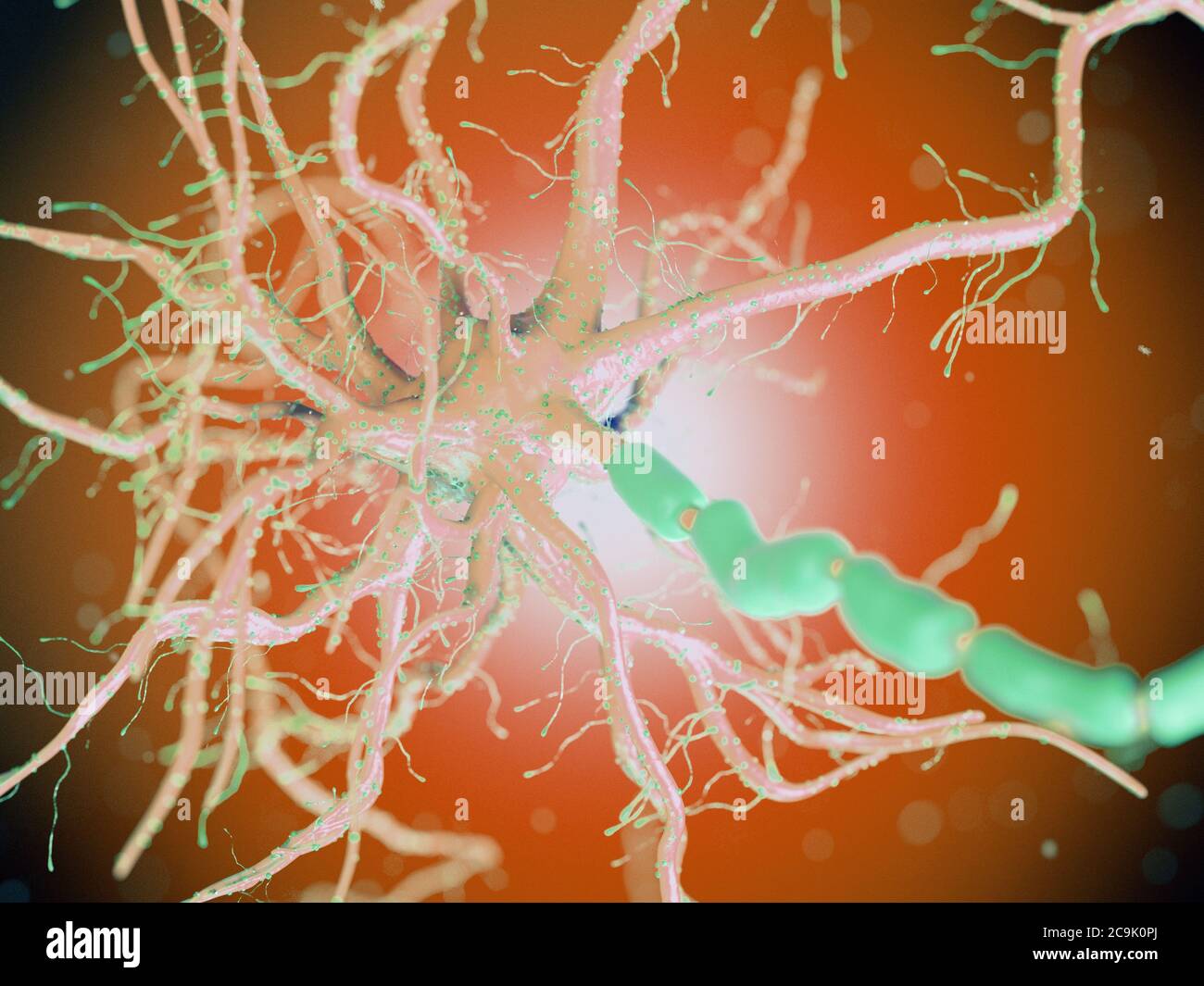 Menschliche Nervenzelle, Abbildung Stockfotografie - Alamy