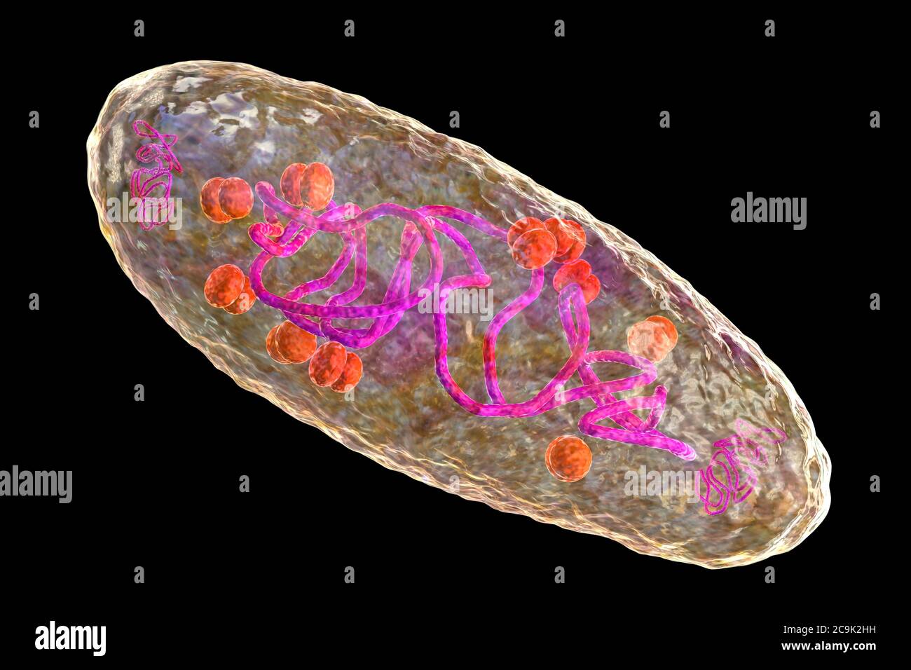 Septische pest -Fotos und -Bildmaterial in hoher Auflösung – Alamy