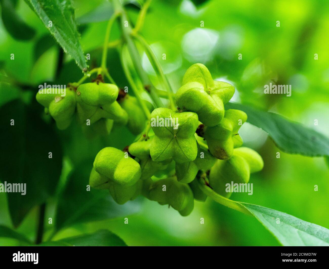 Capsular fruit -Fotos und -Bildmaterial in hoher Auflösung – Alamy
