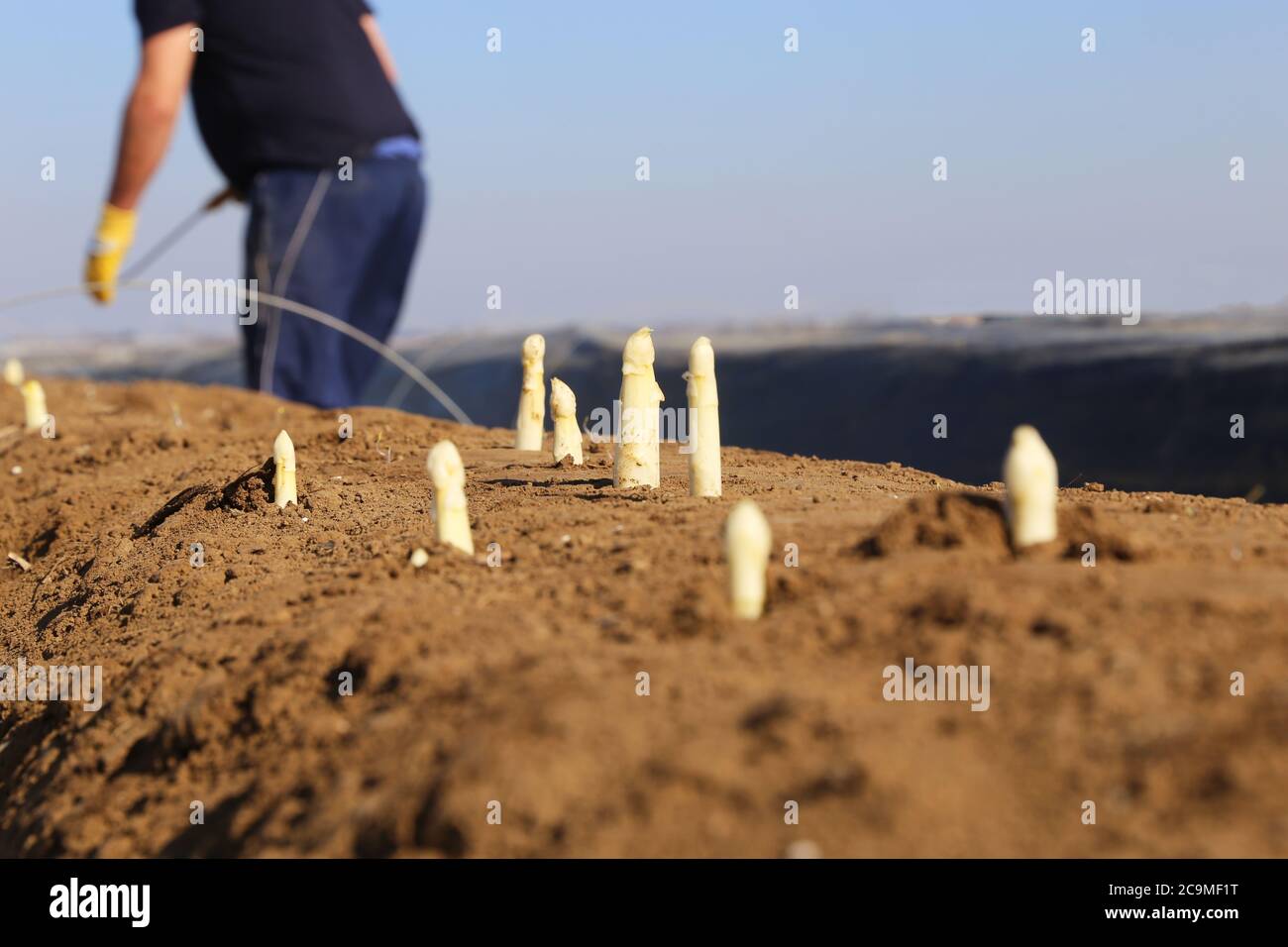Spargel ernten -Fotos und -Bildmaterial in hoher Auflösung – Alamy