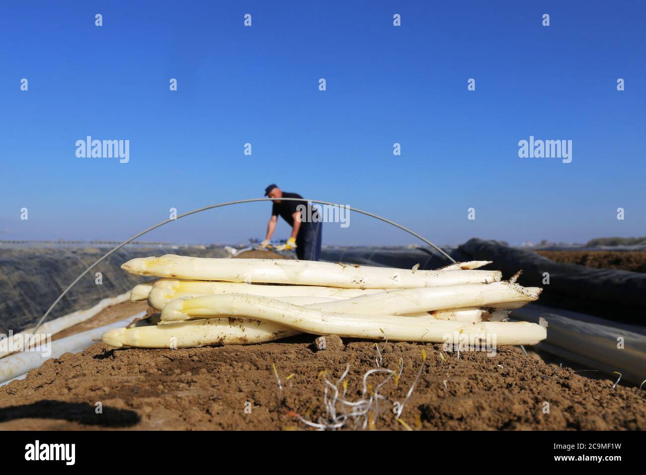 Spargel ernten -Fotos und -Bildmaterial in hoher Auflösung – Alamy