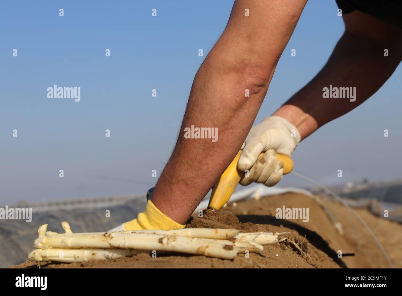 Spargel ernten -Fotos und -Bildmaterial in hoher Auflösung – Alamy