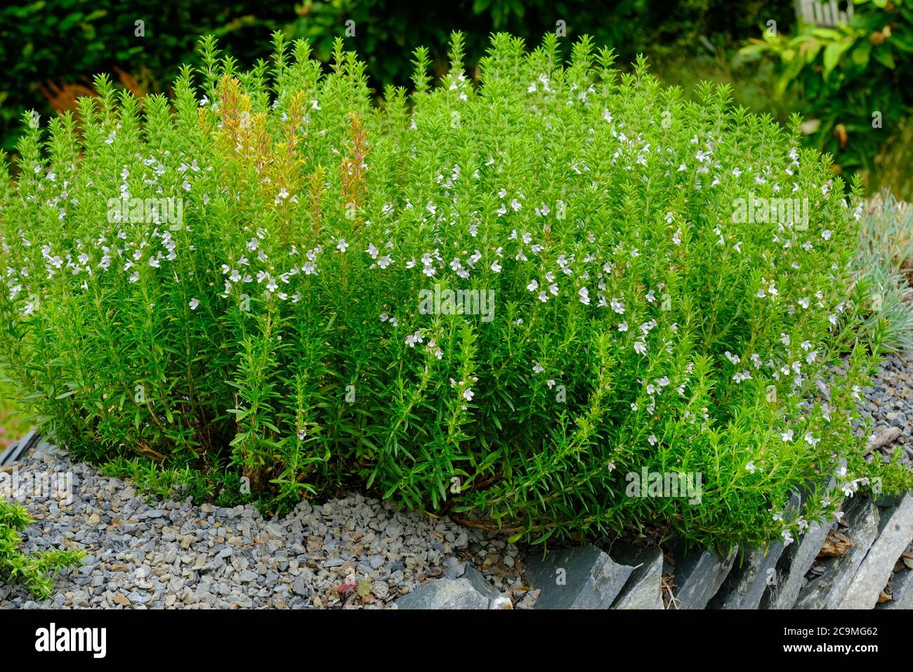 Teucrium cubense -Fotos und -Bildmaterial in hoher Auflösung – Alamy