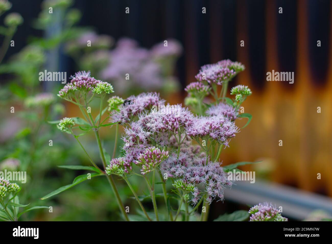 Rosa hanf landwirtschaft -Fotos und -Bildmaterial in hoher Auflösung ...
