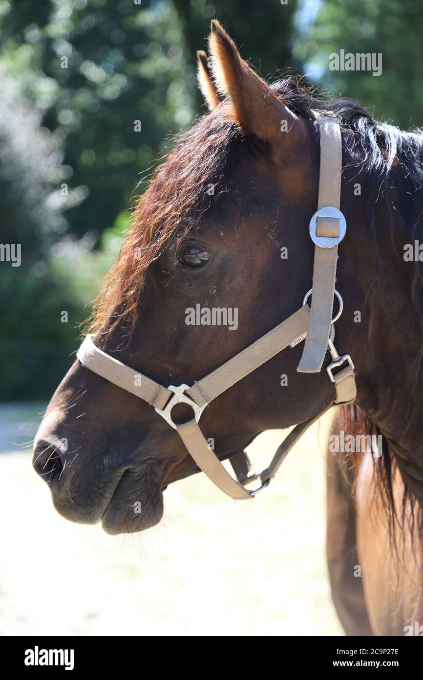 Morgan horse stallion -Fotos und -Bildmaterial in hoher Auflösung – Alamy