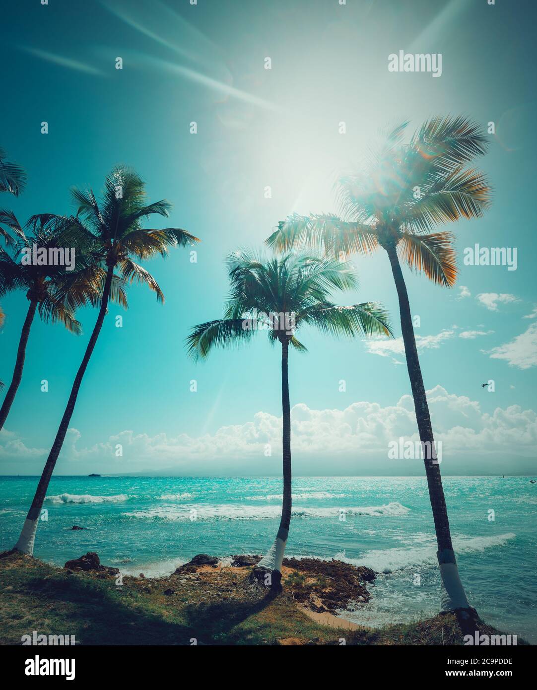 Palmen und türkisfarbenes Meer unter strahlender Sonne am Strand Bas du ...