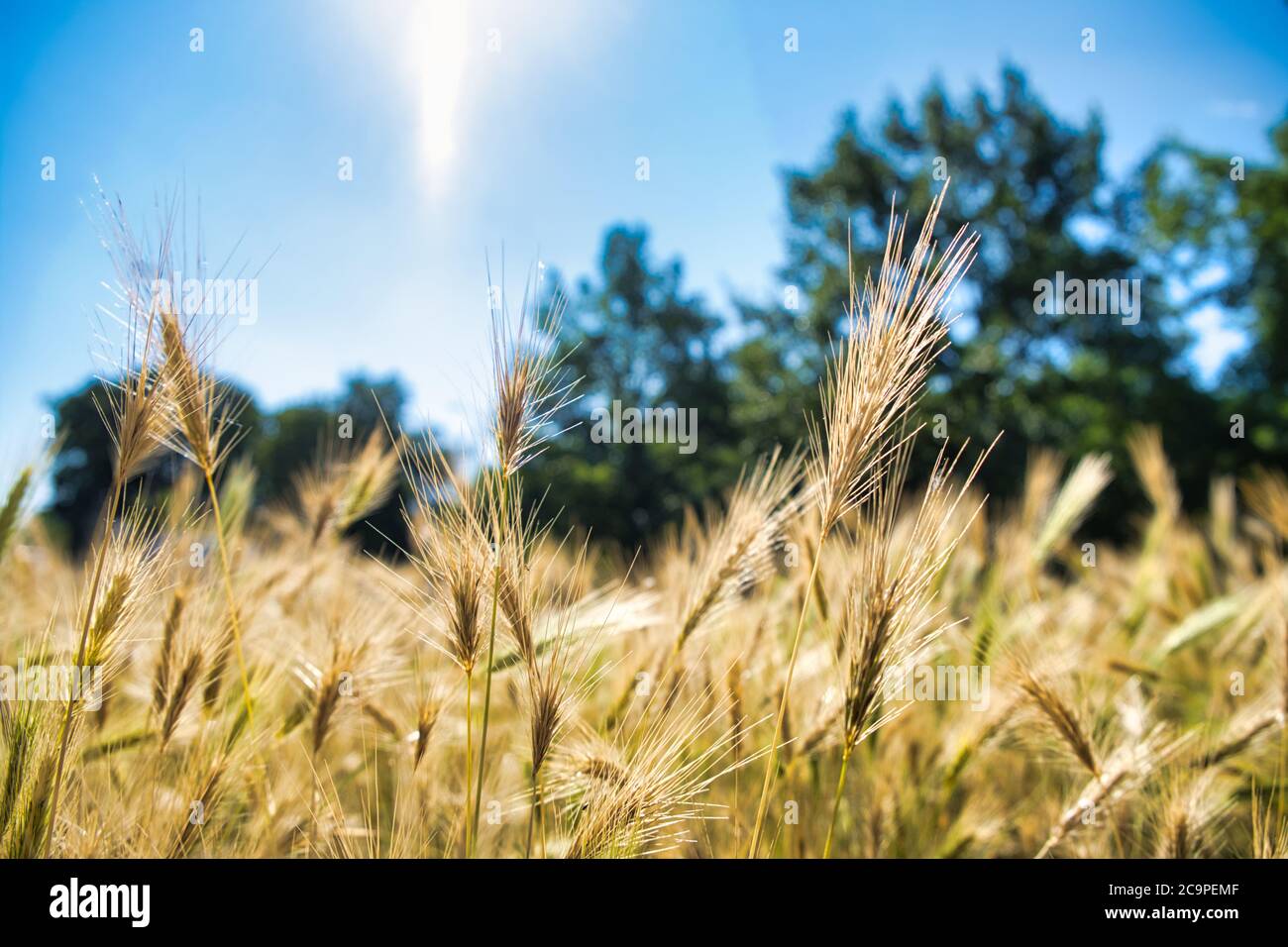Wilde gerste -Fotos und -Bildmaterial in hoher Auflösung – Alamy