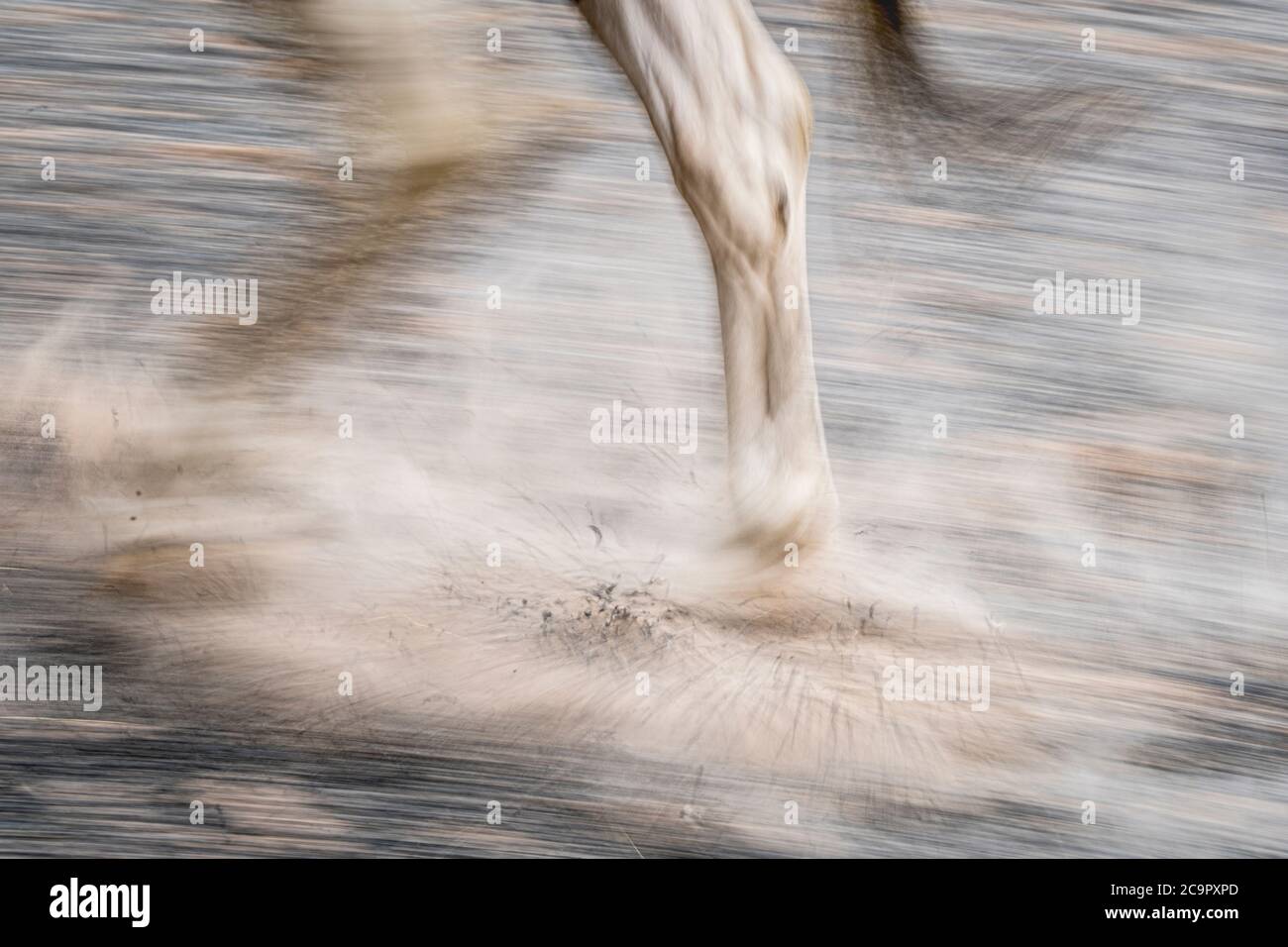 Pferde beine -Fotos und -Bildmaterial in hoher Auflösung – Alamy