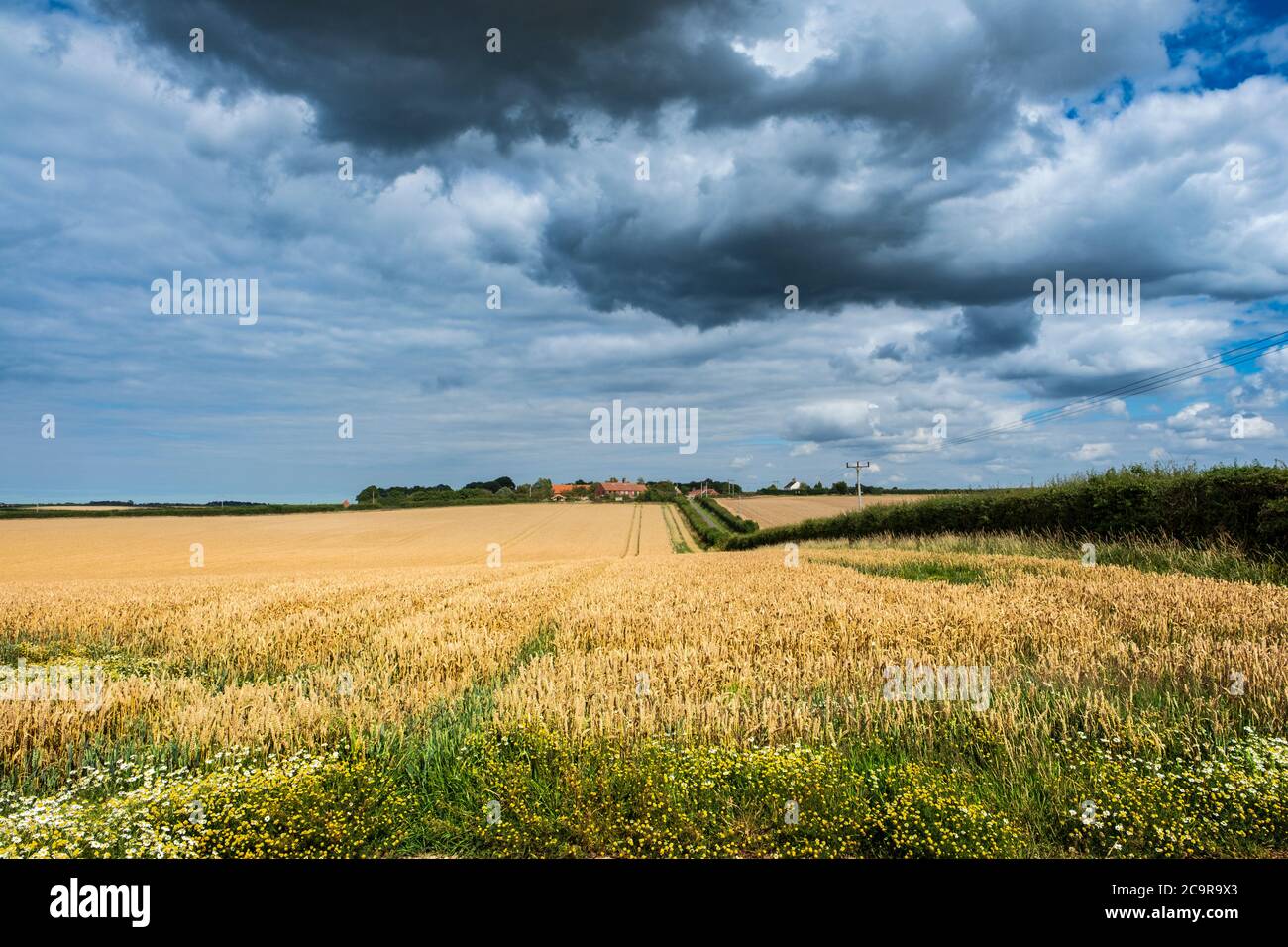 Weizenfeld unter gewitterwolken -Fotos und -Bildmaterial in hoher ...
