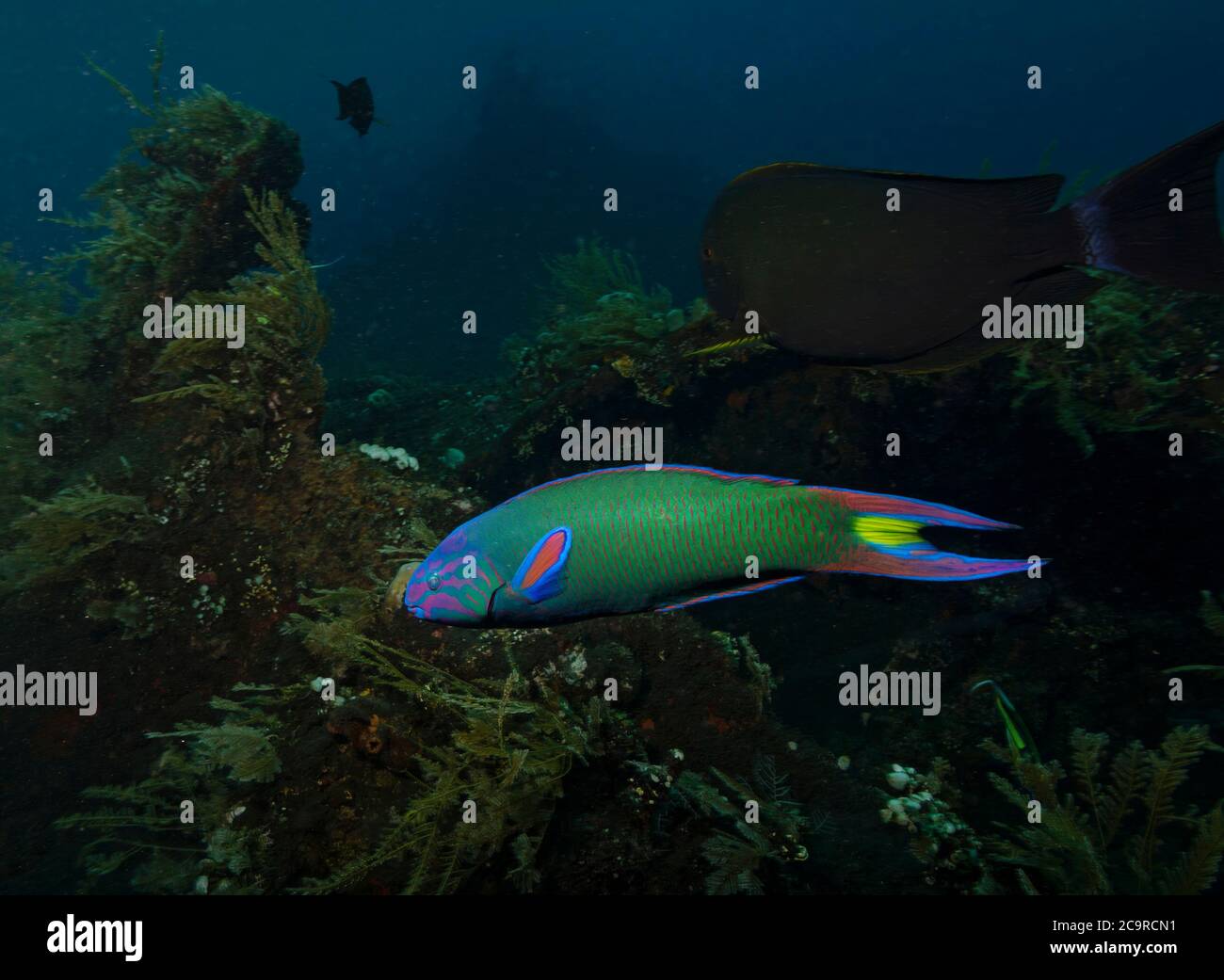 Lyretail wrasse thalassoma lunare -Fotos und -Bildmaterial in hoher ...