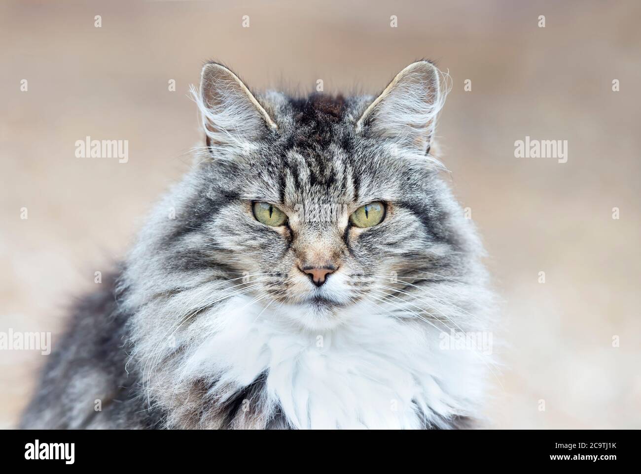 Hauskatze mit langen haaren -Fotos und -Bildmaterial in hoher Auflösung ...