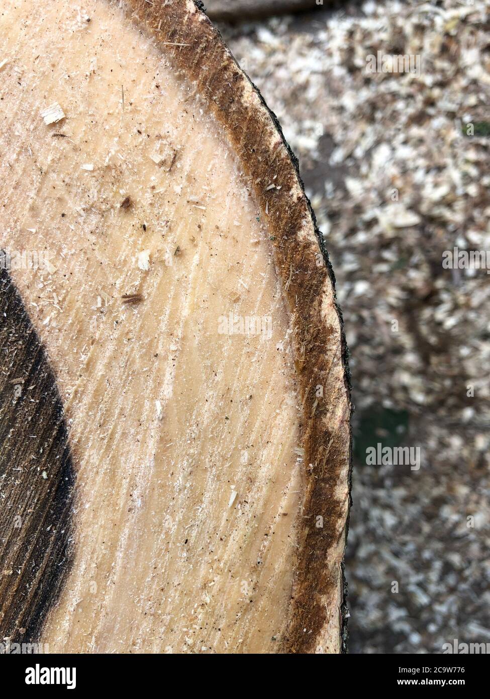 Toter walnussbaum -Fotos und -Bildmaterial in hoher Auflösung – Alamy