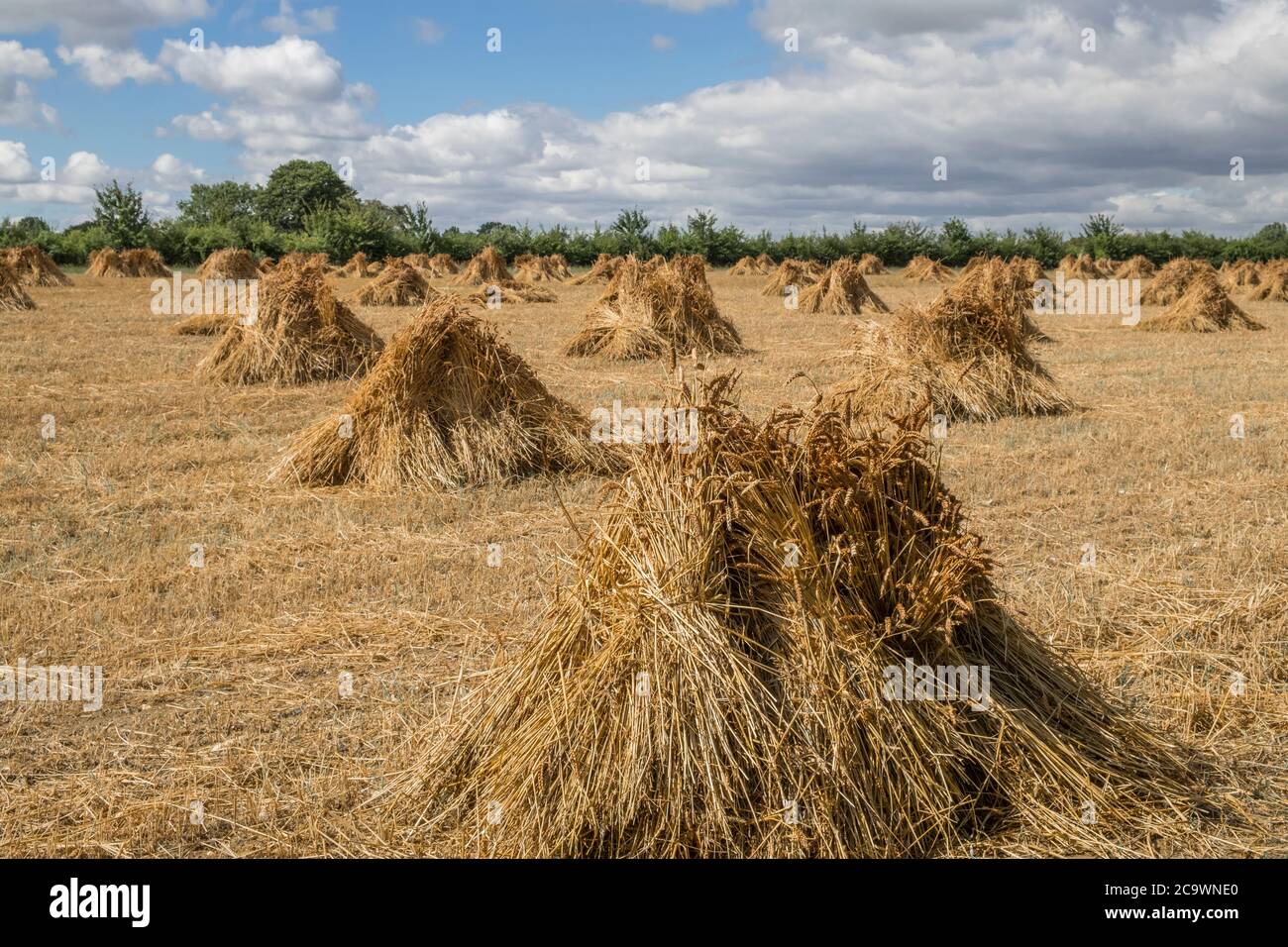 Weizenfeld mit garben -Fotos und -Bildmaterial in hoher Auflösung – Alamy