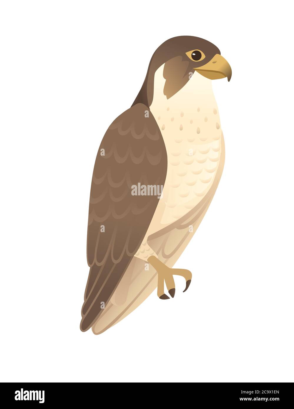 Cartoon Falke Stockfotos und -bilder Kaufen - Alamy