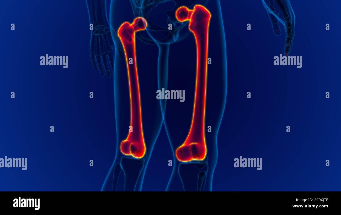 Menschliche Skelett Anatomie Femur Knochen 3D Rendering für ...