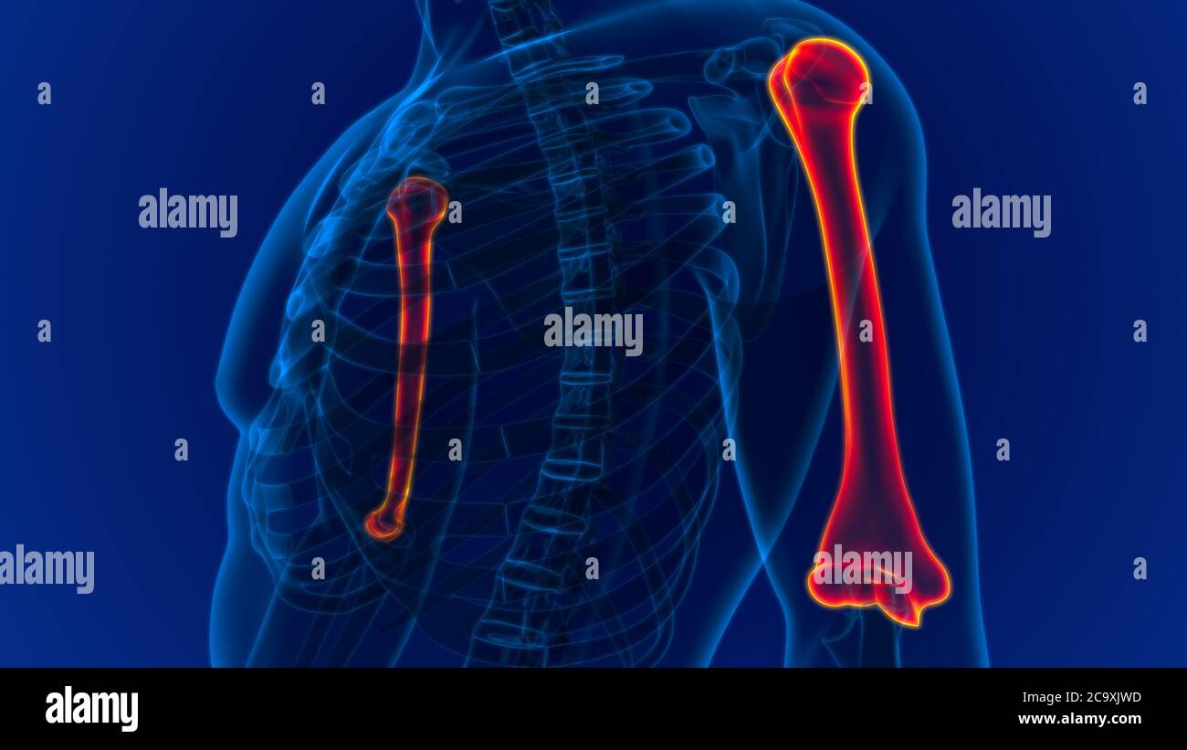 Menschliche Skelett Anatomie Humerus Knochen 3D Rendering für ...