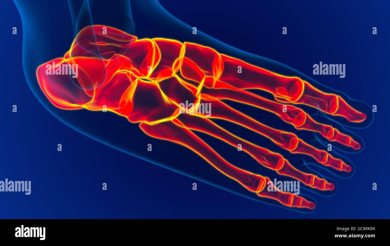 Menschliche Skelett Fußknochen Anatomie für medizinisches Konzept 3D ...
