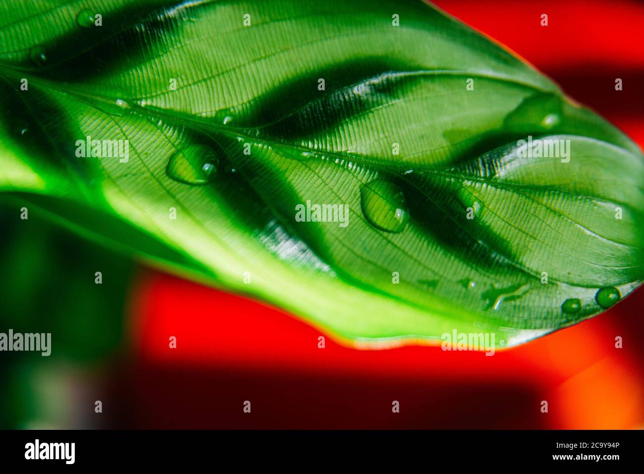 Calathea houseplant -Fotos und -Bildmaterial in hoher Auflösung – Alamy