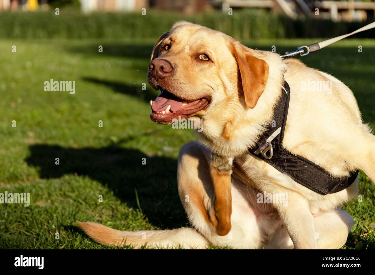 Itchy nose -Fotos und -Bildmaterial in hoher Auflösung – Alamy