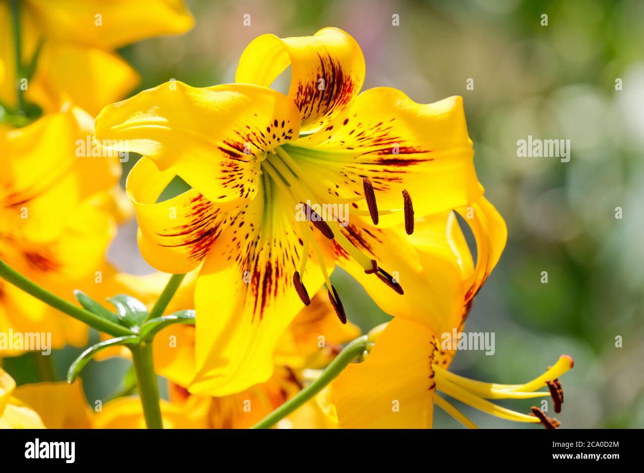 Lilium 'Gelber Bluterguss'. Tigerlilie „Gelber Bluterguss“. „Gelbe ...