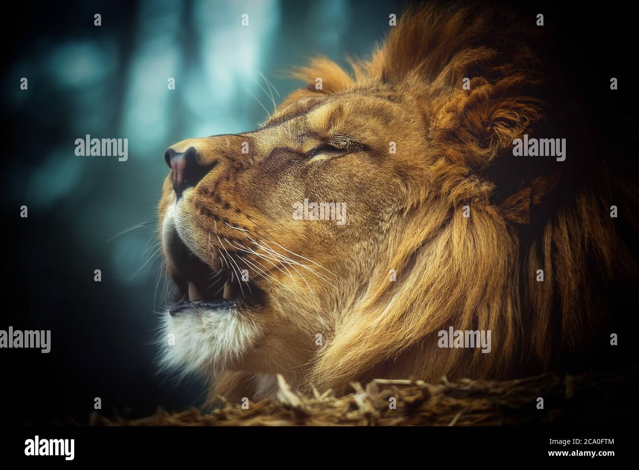 Atlas löwe -Fotos und -Bildmaterial in hoher Auflösung – Alamy