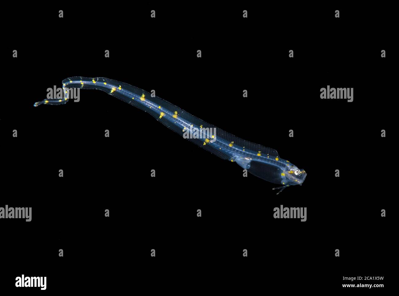 Ophidiidae sp -Fotos und -Bildmaterial in hoher Auflösung – Alamy