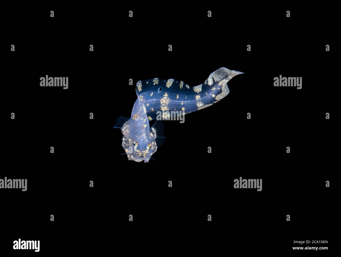 Ophidiidae sp -Fotos und -Bildmaterial in hoher Auflösung – Alamy