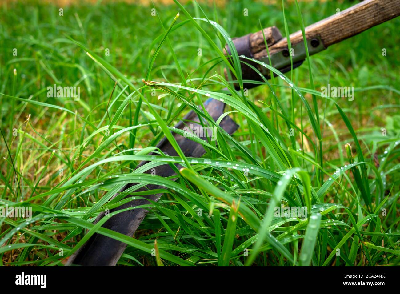 Sense langes gras -Fotos und -Bildmaterial in hoher Auflösung – Alamy