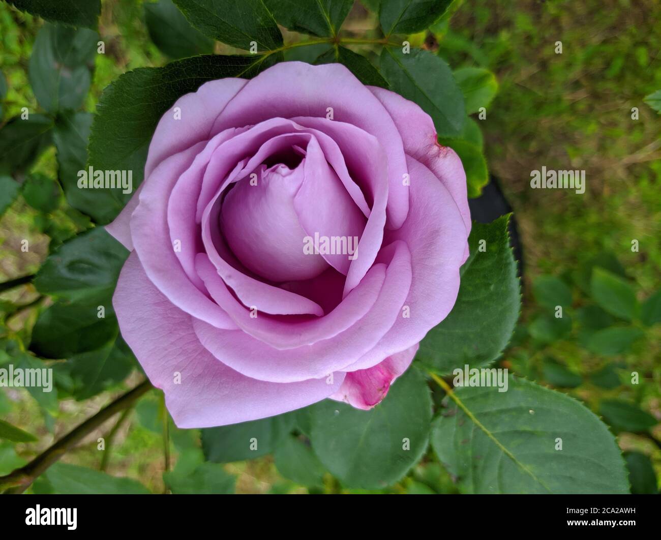 Flieder rose -Fotos und -Bildmaterial in hoher Auflösung – Alamy