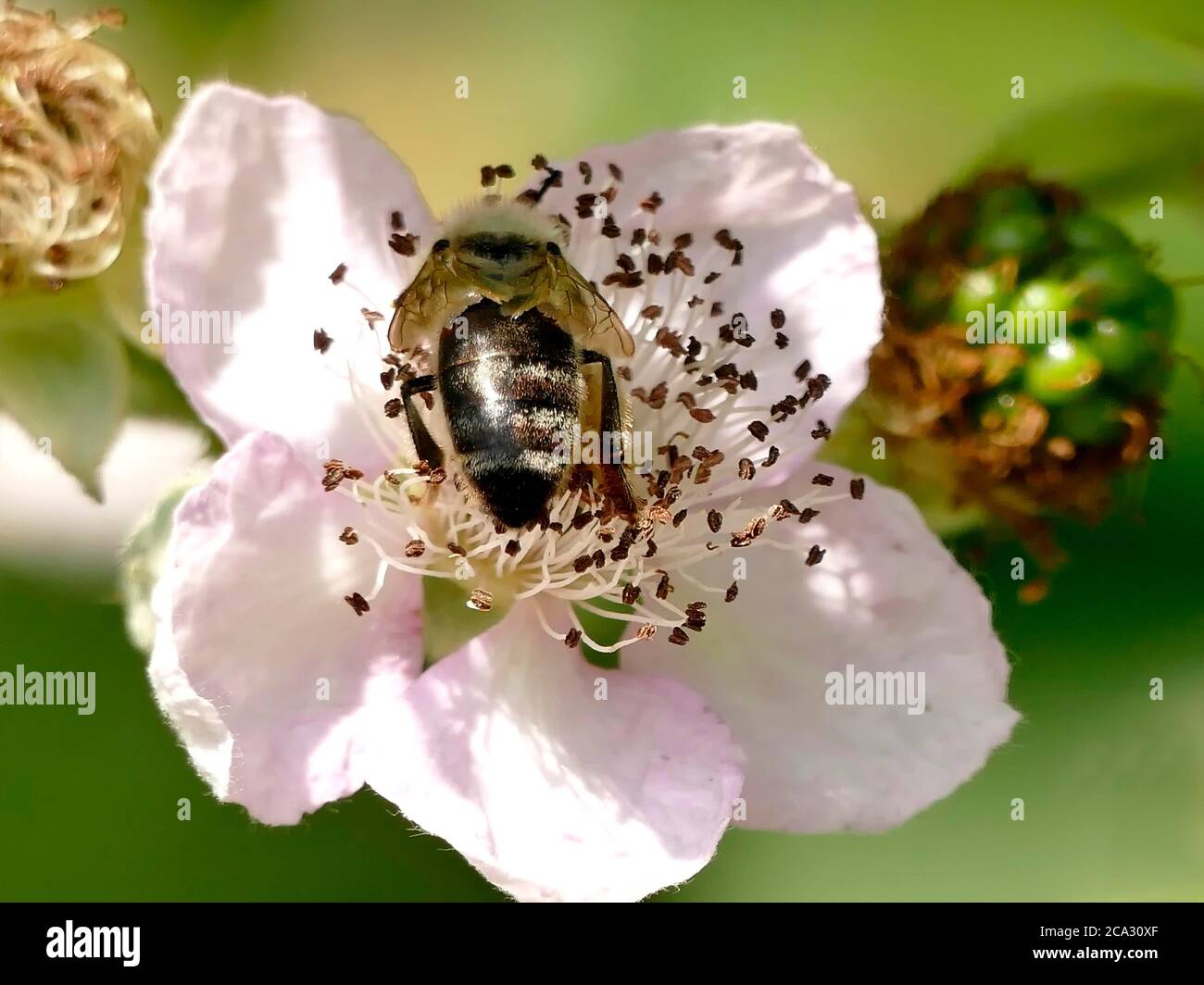 Biene schwarz weiß -Fotos und -Bildmaterial in hoher Auflösung – Alamy